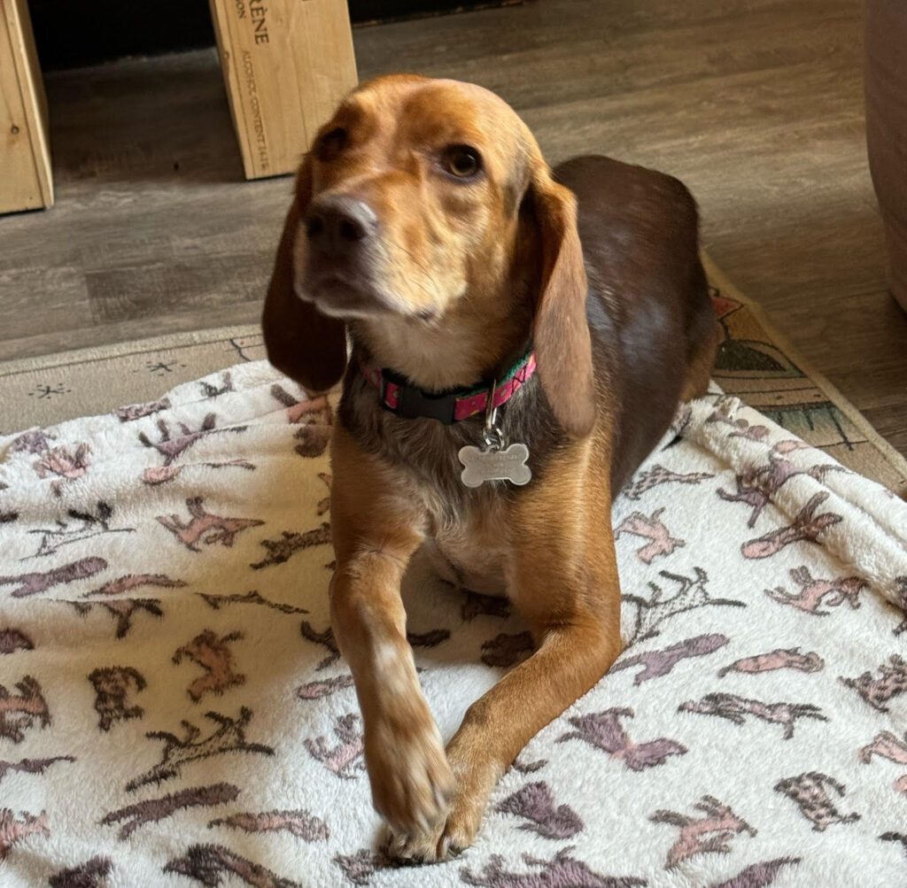 Available Beagles – Cascade Beagle Rescue